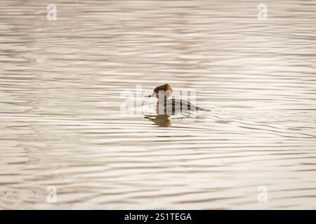 Female Hooded Merganser swimming at Whitaker ponds nature park in ...
