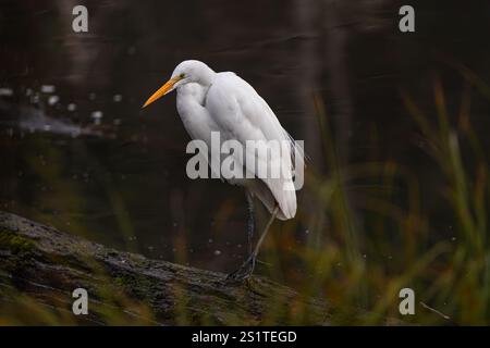 Plumed Egret at Whitaker Ponds Nature Park in Portland Oregon Stock ...