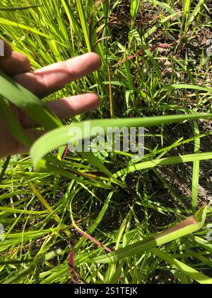 bull crowngrass (Paspalum boscianum Stock Photo - Alamy