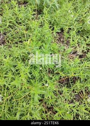 Hedge hyssop (Gratiola officinalis Stock Photo - Alamy