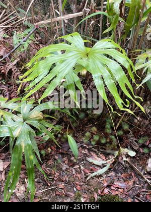 Broad-leaf Fern (Dipteris conjugata) Plantae Stock Photo - Alamy