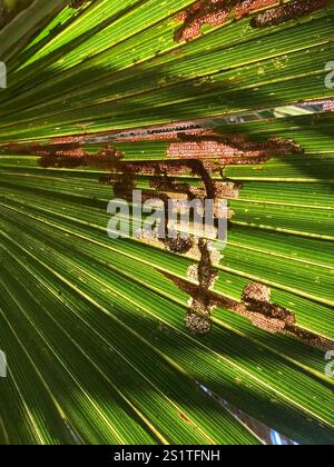 The palm leaf skeletonizer, Homaledra sabalella, caterpillar damage ...