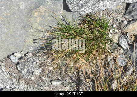 Nard Sedge (Carex nardina Stock Photo - Alamy