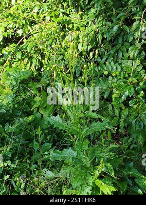 American burnweed (Erechtites hieraciifolius Stock Photo - Alamy