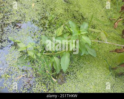 American brooklime (Veronica americana Stock Photo - Alamy