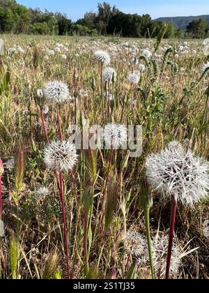 silverpuffs (Uropappus lindleyi Stock Photo - Alamy
