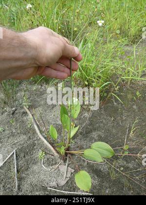 northern water-plantain (Alisma triviale) Plantae Stock Photo - Alamy