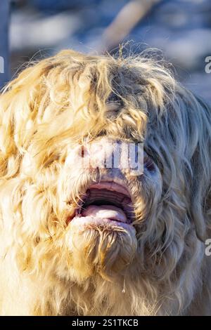Close-up image of a highland cow amongst the summer purple heather in ...