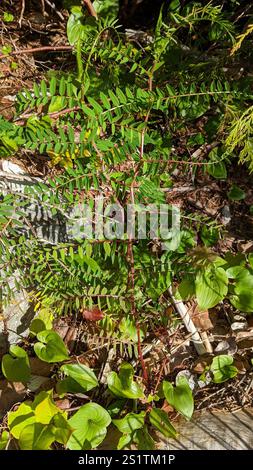 giant vetch (Vicia gigantea Stock Photo - Alamy