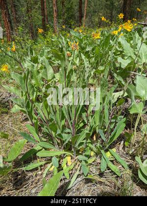 western hawkweed (Hieracium scouleri Stock Photo - Alamy