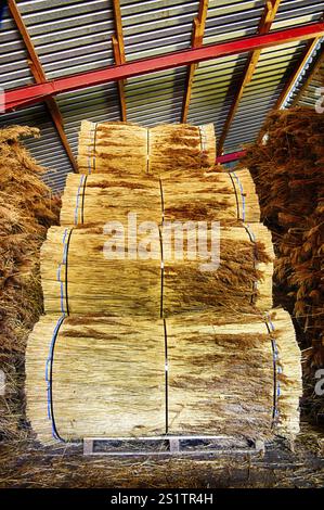 Processing of reed for thatching Stock Photo - Alamy