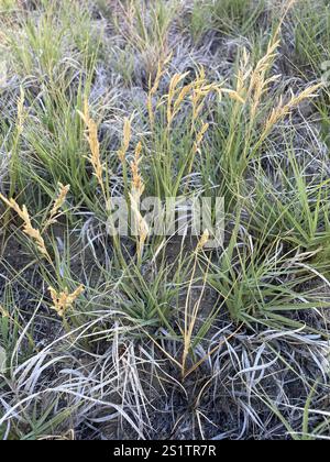 Saltgrass (Distichlis spicata Stock Photo - Alamy