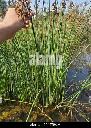 soft-stemmed bulrush (Schoenoplectus tabernaemontani Stock Photo - Alamy