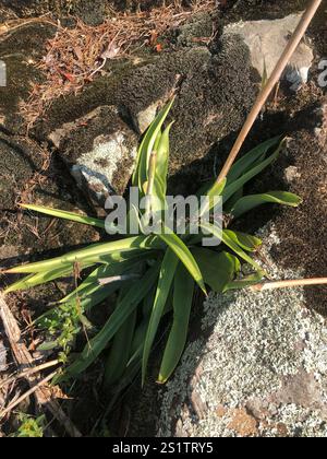 Eastern False Aloe (Manfreda virginica) Plantae Stock Photo - Alamy