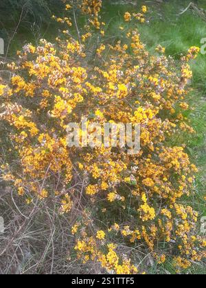 golden bush-pea (Pultenaea gunnii Stock Photo - Alamy