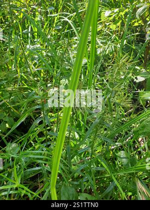 Three-way Sedge (Dulichium arundinaceum Stock Photo - Alamy