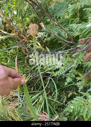 Swamp Onion (Allium validum Stock Photo - Alamy
