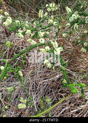 Melaleuca diosmifolia, Green Honey Myrtle Stock Photo - Alamy