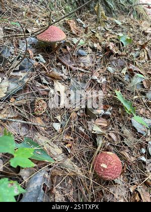Painted Suillus (Suillus spraguei Stock Photo - Alamy
