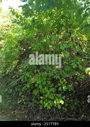 ash-tree bolete (Boletinellus merulioides Stock Photo - Alamy