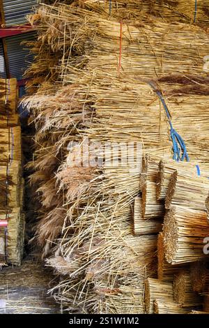 Processing of reed for thatching Stock Photo - Alamy