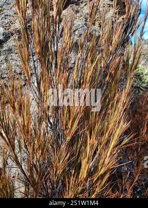 Inaka (Dracophyllum longifolium Stock Photo - Alamy