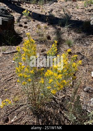 Bloomer's goldenbush (Ericameria bloomeri Stock Photo - Alamy