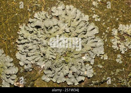 Powdered Speckled Shield Lichen (Punctelia subrudecta) Fungi Stock ...
