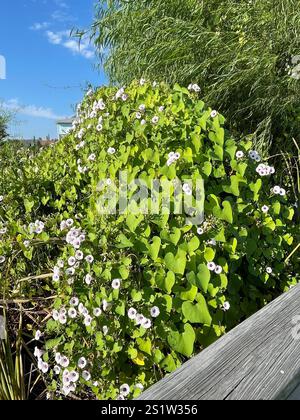 Ipomoea amnicola (redcenter morning-glory). Ipomoea amnicola prefers a ...
