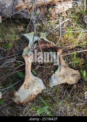 Even-toed Ungulates and Cetaceans (Artiodactyla) Mammalia Stock Photo ...