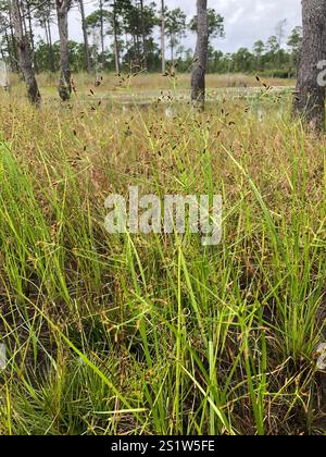 Long-beaked Bald-rush (Rhynchospora scirpoides Stock Photo - Alamy