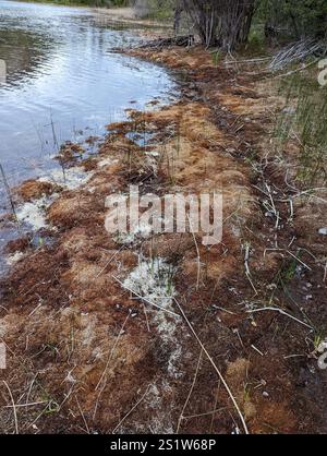 Long-leaved Hook Moss (Drepanocladus longifolius Stock Photo - Alamy