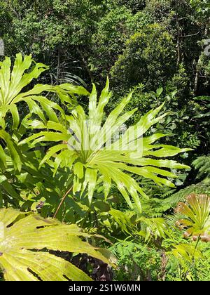 Broad-leaf Fern (Dipteris conjugata Stock Photo - Alamy