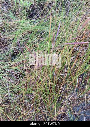 Marsh Hay Cordgrass (Sporobolus pumilus Stock Photo - Alamy