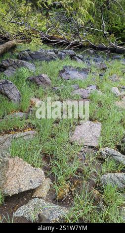 Alaska Large Awn Sedge (Carex macrochaeta Stock Photo - Alamy