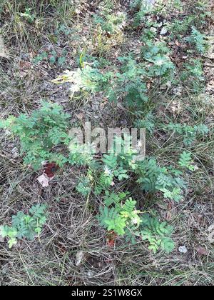 Velvet Bundleflower (Desmanthus velutinus Stock Photo - Alamy