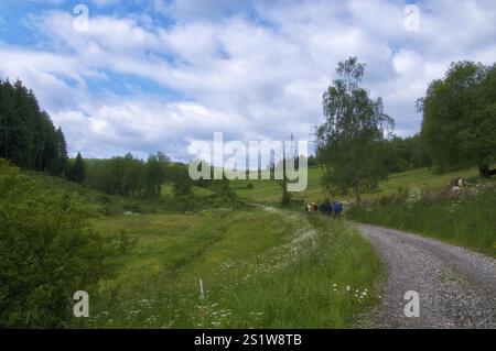 Landscape shots during a herb walk in search of edible herbs Stock ...