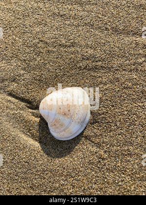 Striped Venus (Chamelea gallina Stock Photo - Alamy