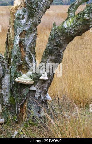 Nature shots in the Diepholz moor Stock Photo - Alamy