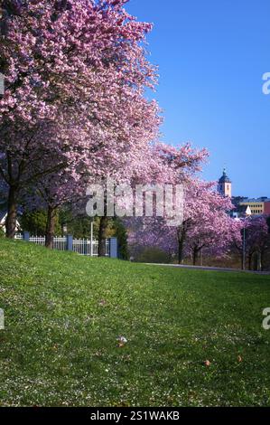 Beautifully flowering cherry trees in the orchard Stock Photo - Alamy