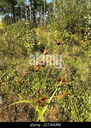 Tall Beakrush (Rhynchospora macrostachya Stock Photo - Alamy