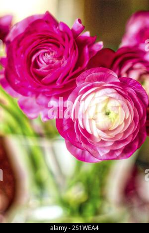 Pink blossoming ranunculus on pink festive background, pastel bouquet ...