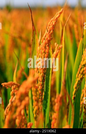 The autumn rice fields Stock Photo - Alamy