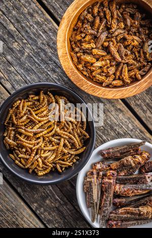 Dried salted insect. Mealworms, grasshoppers and crickets in bowl ...