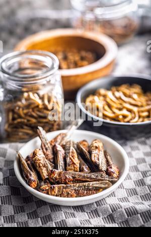 Dried salted insect. Roasted grasshoppers and meal worms on a kitchen ...