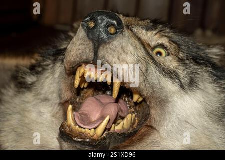 A wolf skin on cabin wall lapland Stock Photo - Alamy