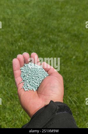 Grass fertilization with granulated phosphor. The gardener holds a ...