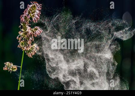 Pollen erupting from cocksfoot grass. Pollen from grasses in natural ...