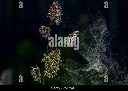 Pollen erupting from cocksfoot grass. Pollen from grasses in natural ...