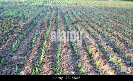 Young wheat seedlings growing on a field in autumn. Young green wheat ...